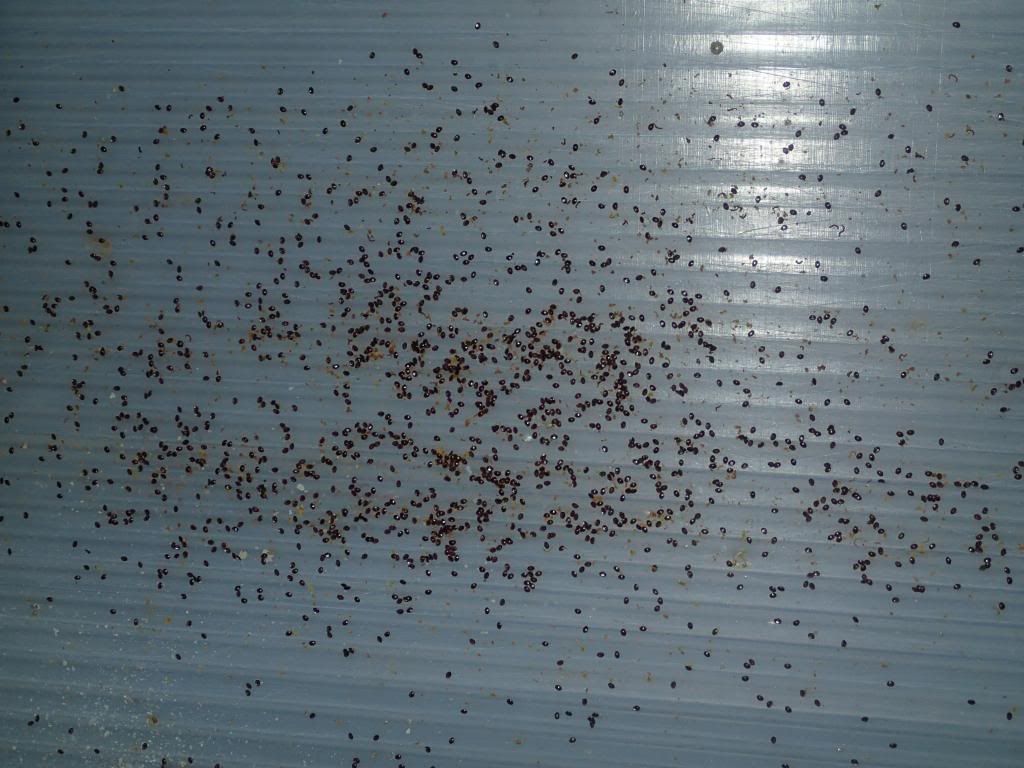 OAV mite drop | Beesource Beekeeping Forums